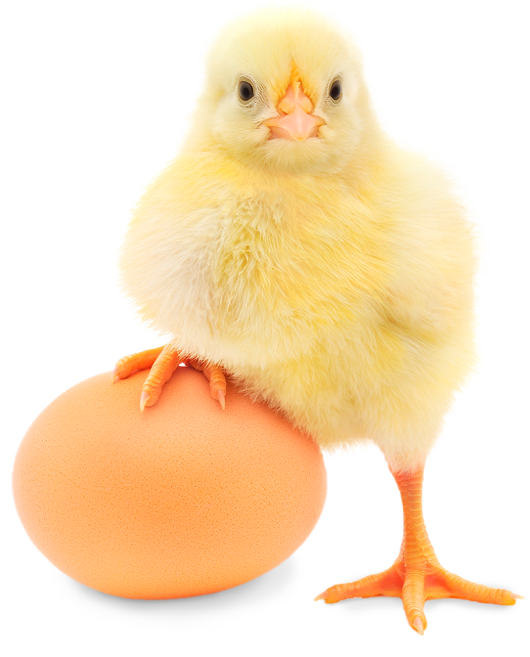 Pollito de primera | Carval