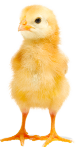 Pollito de primera | Carval