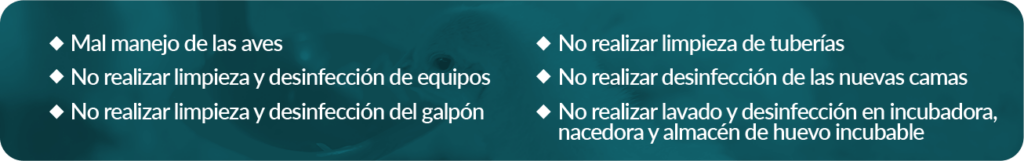 Pollito de primera | Carval