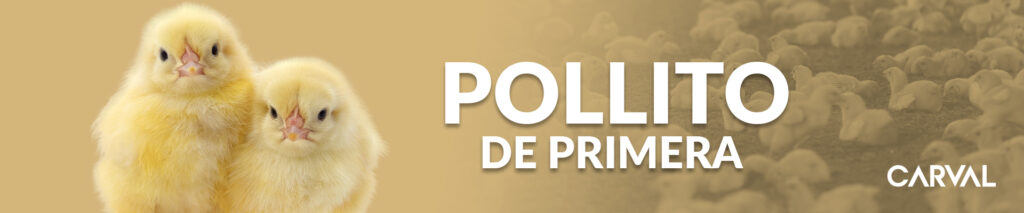 Pollito de primera | Carval